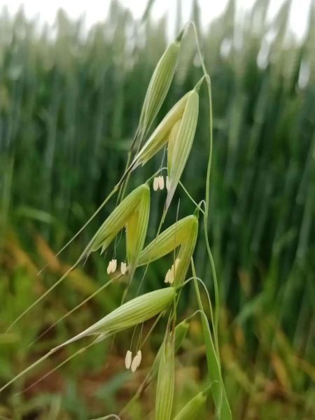 燕麦图片_燕麦图片怎么选-第1张图片-山城妙识