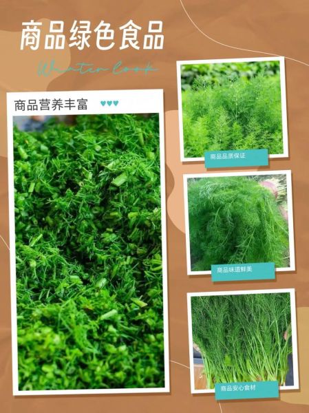 小茴香苗怎么吃_小茴香苗的做法大全-第2张图片-山城妙识 小茴香苗怎么吃_小茴香苗的做法大全-第2张图片-山城妙识