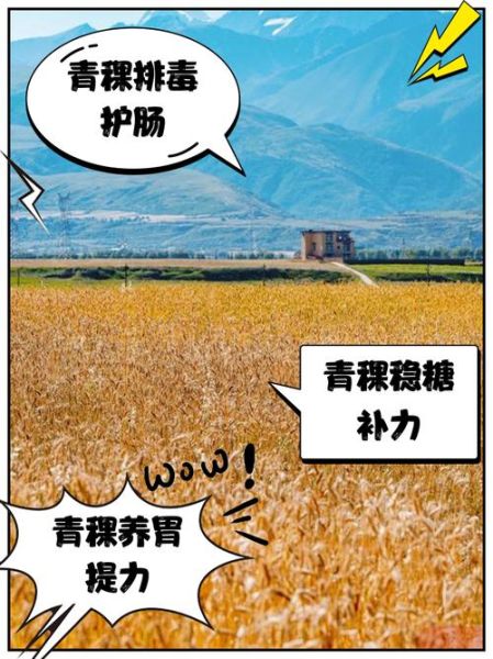 青稞是什么东西_青稞的功效与作用-第2张图片-山城妙识 青稞是什么东西_青稞的功效与作用-第2张图片-山城妙识