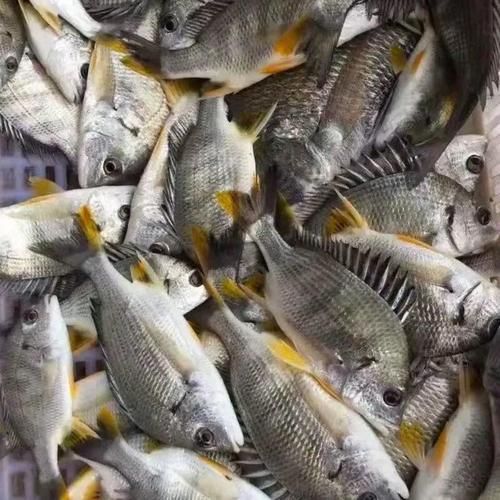 黄鲷鱼多少钱一斤_黄鲷鱼价格行情-第1张图片-山城妙识 黄鲷鱼多少钱一斤_黄鲷鱼价格行情-第1张图片-山城妙识