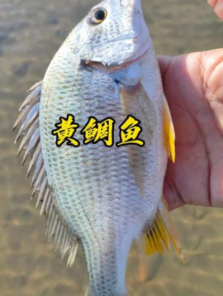 黄鲷鱼多少钱一斤_黄鲷鱼价格行情-第2张图片-山城妙识 黄鲷鱼多少钱一斤_黄鲷鱼价格行情-第2张图片-山城妙识