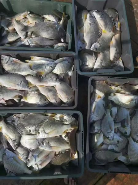 黄鲷鱼多少钱一斤_黄鲷鱼价格行情-第3张图片-山城妙识 黄鲷鱼多少钱一斤_黄鲷鱼价格行情-第3张图片-山城妙识