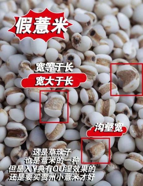 薏米仁和薏米的区别_薏米仁是不是薏米-第2张图片-山城妙识 薏米仁和薏米的区别_薏米仁是不是薏米-第2张图片-山城妙识