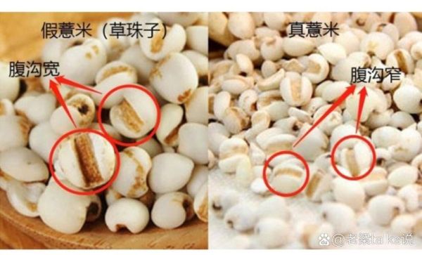 薏米仁和薏米的区别_薏米仁是不是薏米-第3张图片-山城妙识 薏米仁和薏米的区别_薏米仁是不是薏米-第3张图片-山城妙识