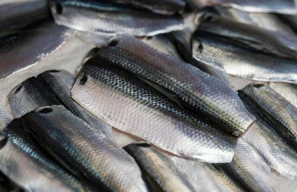 斑鰶鱼是什么鱼_斑鰶鱼多少钱一斤-第1张图片-山城妙识 斑鰶鱼是什么鱼_斑鰶鱼多少钱一斤-第1张图片-山城妙识