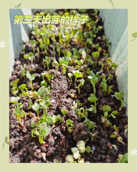 娃娃菜什么时候种_娃娃菜怎么种-第1张图片-山城妙识 娃娃菜什么时候种_娃娃菜怎么种-第1张图片-山城妙识