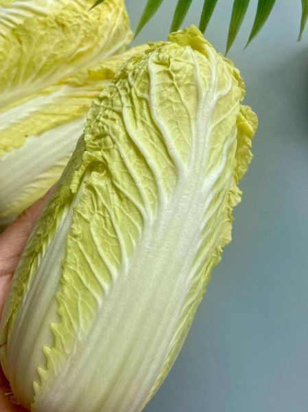 娃娃菜什么时候种_娃娃菜怎么种-第2张图片-山城妙识 娃娃菜什么时候种_娃娃菜怎么种-第2张图片-山城妙识