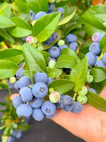 蔓越莓树长什么样子_蔓越莓树和蓝莓树区别-第3张图片-山城妙识 蔓越莓树长什么样子_蔓越莓树和蓝莓树区别-第3张图片-山城妙识