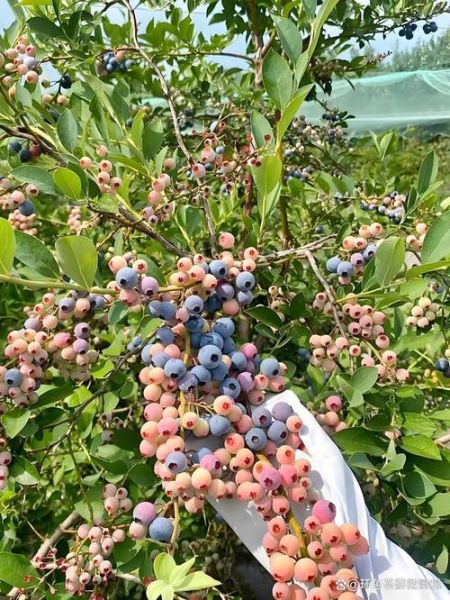 蔓越莓树长什么样子_蔓越莓树和蓝莓树区别-第1张图片-山城妙识 蔓越莓树长什么样子_蔓越莓树和蓝莓树区别-第1张图片-山城妙识