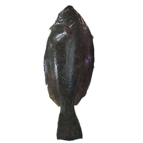 鸦片鱼眼睛为什么不对称_鸦片鱼眼睛一大一小原因-第3张图片-山城妙识 鸦片鱼眼睛为什么不对称_鸦片鱼眼睛一大一小原因-第3张图片-山城妙识