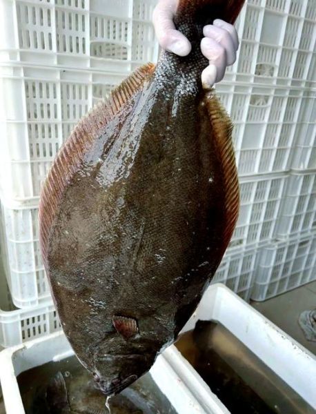 鸦片鱼眼睛为什么不对称_鸦片鱼眼睛一大一小原因-第1张图片-山城妙识 鸦片鱼眼睛为什么不对称_鸦片鱼眼睛一大一小原因-第1张图片-山城妙识