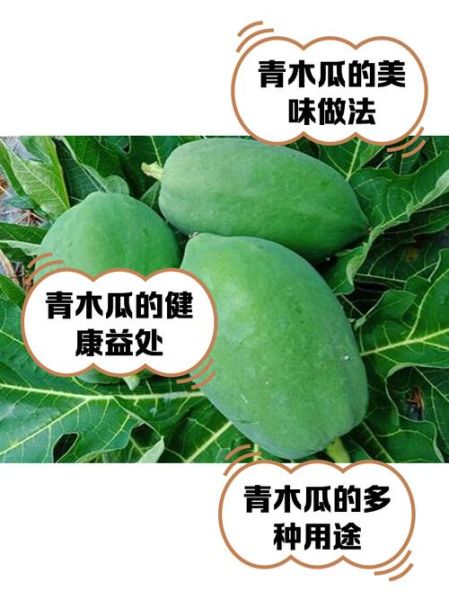 青木瓜图片大全_青木瓜怎么吃才好吃-第1张图片-山城妙识 青木瓜图片大全_青木瓜怎么吃才好吃-第1张图片-山城妙识