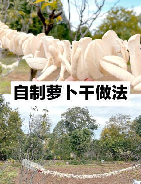 萝卜干先晒还是先放盐_腌制顺序正确做法-第1张图片-山城妙识