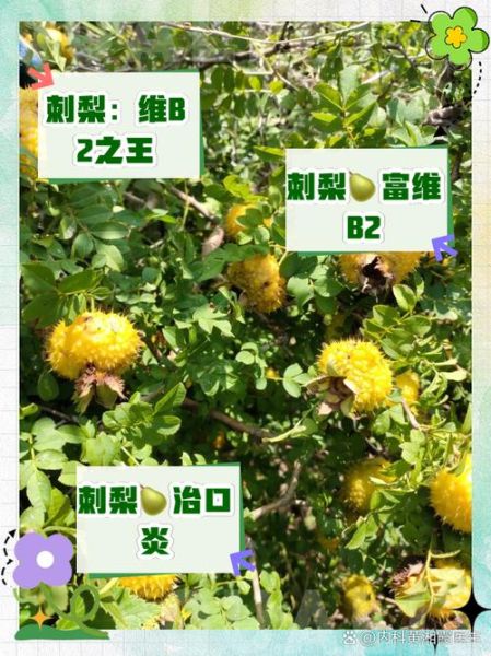 维生素B2的食物有哪些_富含维生素B2的水果排行-第2张图片-山城妙识