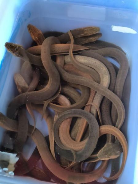 蛇鱼长什么样_蛇鱼有毒吗-第2张图片-山城妙识