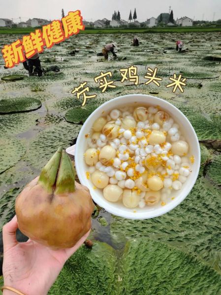 鸡头米外壳太硬怎么剥_鸡头米快速去壳技巧-第1张图片-山城妙识