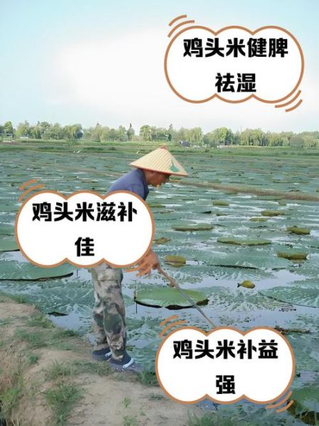 鸡头米外壳太硬怎么剥_鸡头米快速去壳技巧-第3张图片-山城妙识