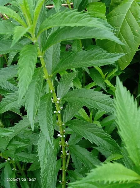 地笋叶的功效与作用_地笋叶怎么吃效果最好-第3张图片-山城妙识