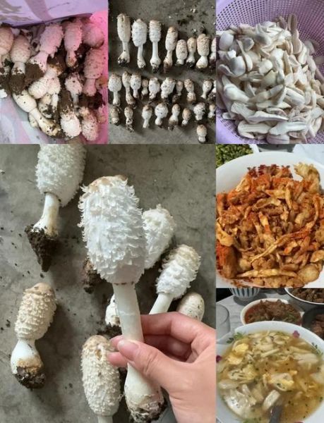 孜然鸡腿菇怎么做_孜然鸡腿菇的家常做法-第1张图片-山城妙识