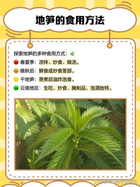 地笋叶的功效与作用_地笋叶怎么吃效果最好-第2张图片-山城妙识