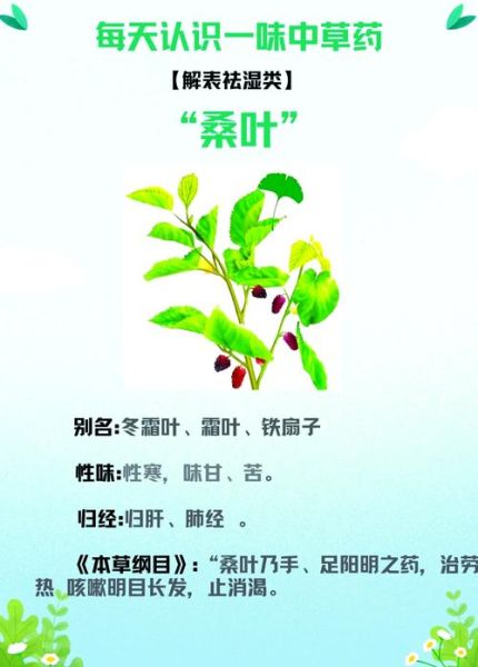 新鲜桑叶的功效与作用_新鲜桑叶能降血糖吗-第2张图片-山城妙识 新鲜桑叶的功效与作用_新鲜桑叶能降血糖吗-第2张图片-山城妙识