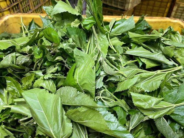 新鲜桑叶的功效与作用_新鲜桑叶能降血糖吗-第3张图片-山城妙识 新鲜桑叶的功效与作用_新鲜桑叶能降血糖吗-第3张图片-山城妙识