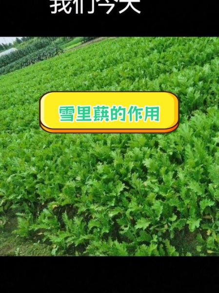 雪里蕻的营养价值_雪里蕻的功效与作用-第3张图片-山城妙识 雪里蕻的营养价值_雪里蕻的功效与作用-第3张图片-山城妙识