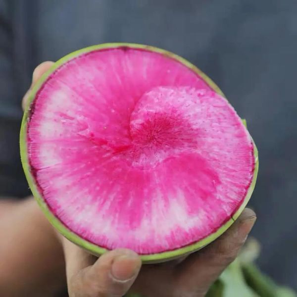 心里美萝卜怎么挑选_心里美萝卜的营养价值-第2张图片-山城妙识 心里美萝卜怎么挑选_心里美萝卜的营养价值-第2张图片-山城妙识