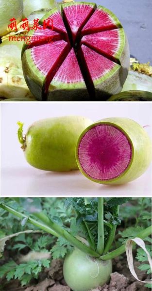 心里美萝卜怎么挑选_心里美萝卜的营养价值-第3张图片-山城妙识 心里美萝卜怎么挑选_心里美萝卜的营养价值-第3张图片-山城妙识