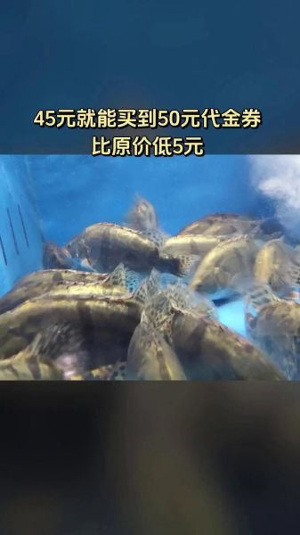 鸭嘴鲟鱼怎么养_鸭嘴鲟鱼多少钱一斤-第3张图片-山城妙识 鸭嘴鲟鱼怎么养_鸭嘴鲟鱼多少钱一斤-第3张图片-山城妙识