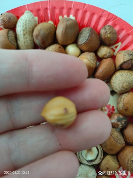 榛子怎么读音_榛子拼音声调怎么写-第3张图片-山城妙识 榛子怎么读音_榛子拼音声调怎么写-第3张图片-山城妙识