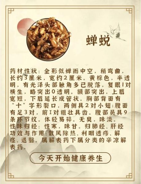 蝉蜕的功效与作用_蝉蜕主治什么病-第3张图片-山城妙识