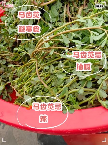 马齿菜不能和什么同吃_相克食物有哪些-第1张图片-山城妙识 马齿菜不能和什么同吃_相克食物有哪些-第1张图片-山城妙识