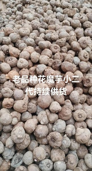 魔芋种子批发多少钱一斤_魔芋种子批发价格行情-第1张图片-山城妙识 魔芋种子批发多少钱一斤_魔芋种子批发价格行情-第1张图片-山城妙识