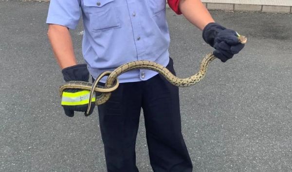 黄菜花蛇有毒吗_黄菜花蛇图片怎么分辨-第3张图片-山城妙识 黄菜花蛇有毒吗_黄菜花蛇图片怎么分辨-第3张图片-山城妙识