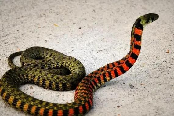 黄菜花蛇有毒吗_黄菜花蛇图片怎么分辨-第1张图片-山城妙识 黄菜花蛇有毒吗_黄菜花蛇图片怎么分辨-第1张图片-山城妙识