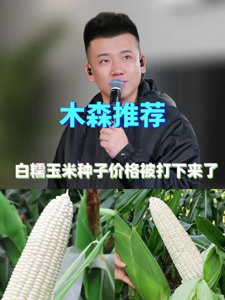 粘玉米什么时候种最合适_粘玉米怎么种才高产-第1张图片-山城妙识 粘玉米什么时候种最合适_粘玉米怎么种才高产-第1张图片-山城妙识