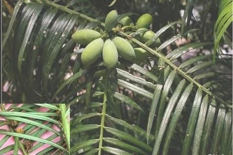 榧子树几年结果_榧子树种植技巧-第3张图片-山城妙识 榧子树几年结果_榧子树种植技巧-第3张图片-山城妙识