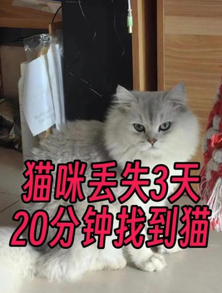 玛格丽特丢失的猫_如何找回-第2张图片-山城妙识 玛格丽特丢失的猫_如何找回-第2张图片-山城妙识