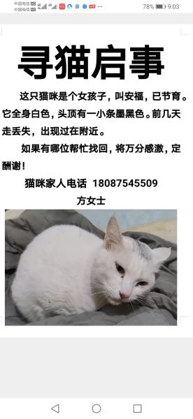 玛格丽特丢失的猫_如何找回-第3张图片-山城妙识 玛格丽特丢失的猫_如何找回-第3张图片-山城妙识