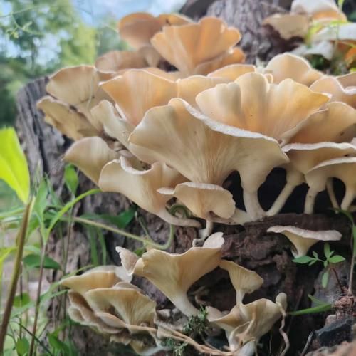 香菇有毒吗_野生香菇怎么辨别-第3张图片-山城妙识 香菇有毒吗_野生香菇怎么辨别-第3张图片-山城妙识