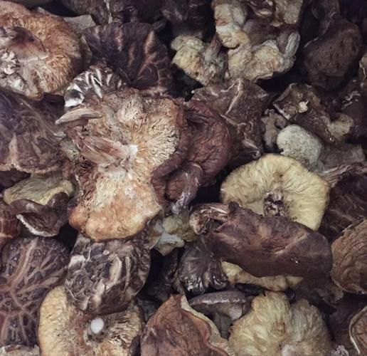 香菇有毒吗_野生香菇怎么辨别-第2张图片-山城妙识 香菇有毒吗_野生香菇怎么辨别-第2张图片-山城妙识