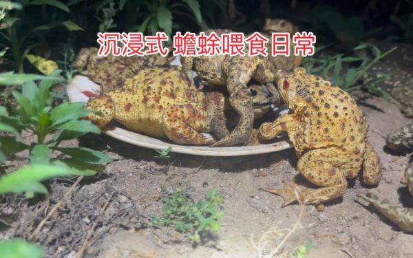 蟾蜍吃什么_蟾蜍怎么养-第1张图片-山城妙识 蟾蜍吃什么_蟾蜍怎么养-第1张图片-山城妙识