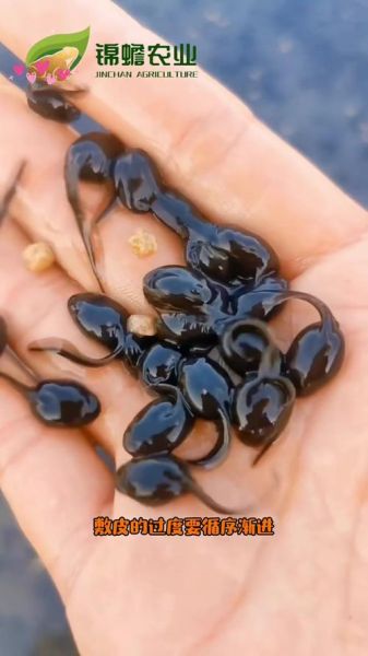 蟾蜍吃什么_蟾蜍怎么养-第2张图片-山城妙识 蟾蜍吃什么_蟾蜍怎么养-第2张图片-山城妙识