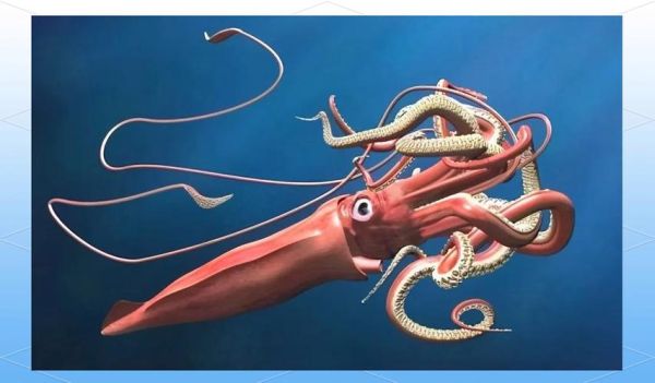 巨型大王乌贼有多大_巨型大王乌贼吃什么-第2张图片-山城妙识