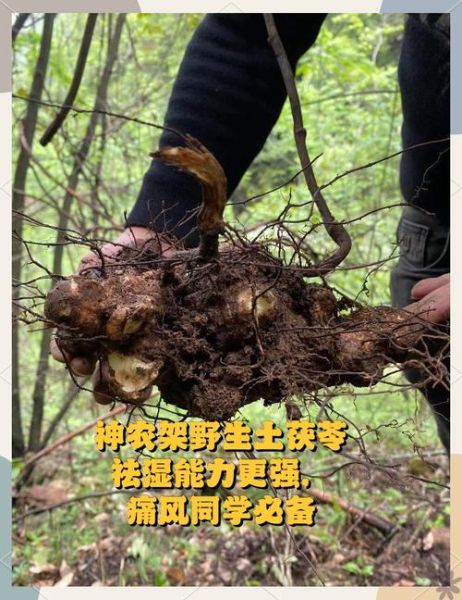 土茯苓和茯苓一样吗_功效区别与使用禁忌-第3张图片-山城妙识 土茯苓和茯苓一样吗_功效区别与使用禁忌-第3张图片-山城妙识