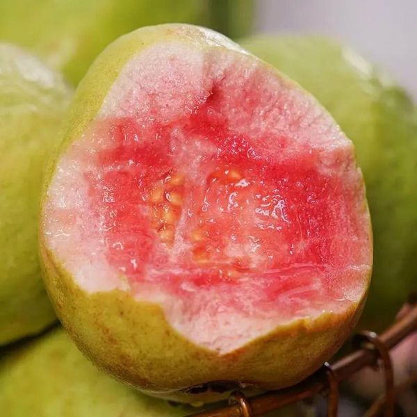 红心番石榴热量高吗_红心番石榴维C含量多少-第1张图片-山城妙识 红心番石榴热量高吗_红心番石榴维C含量多少-第1张图片-山城妙识