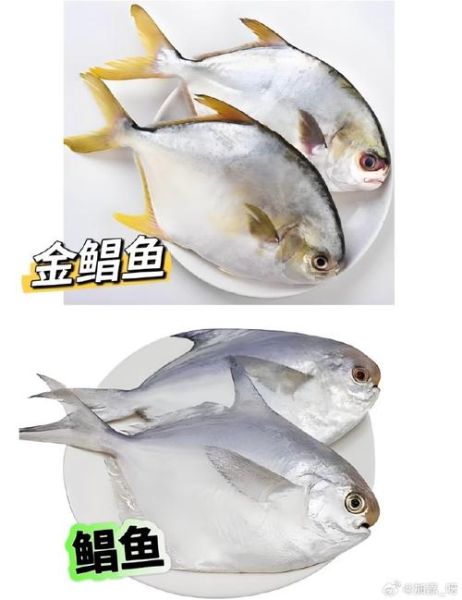 鲳鱼和金鲳鱼的区别_哪个更好吃-第2张图片-山城妙识 鲳鱼和金鲳鱼的区别_哪个更好吃-第2张图片-山城妙识