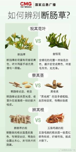 断肠草吃了会死人吗_中毒症状多久出现-第1张图片-山城妙识 断肠草吃了会死人吗_中毒症状多久出现-第1张图片-山城妙识