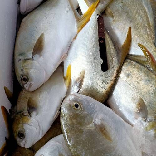 鲳鱼和金鲳鱼的区别_哪个更好吃-第3张图片-山城妙识 鲳鱼和金鲳鱼的区别_哪个更好吃-第3张图片-山城妙识